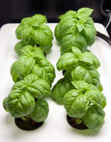 How to Increase Humidity in A Grow Box – What for Me